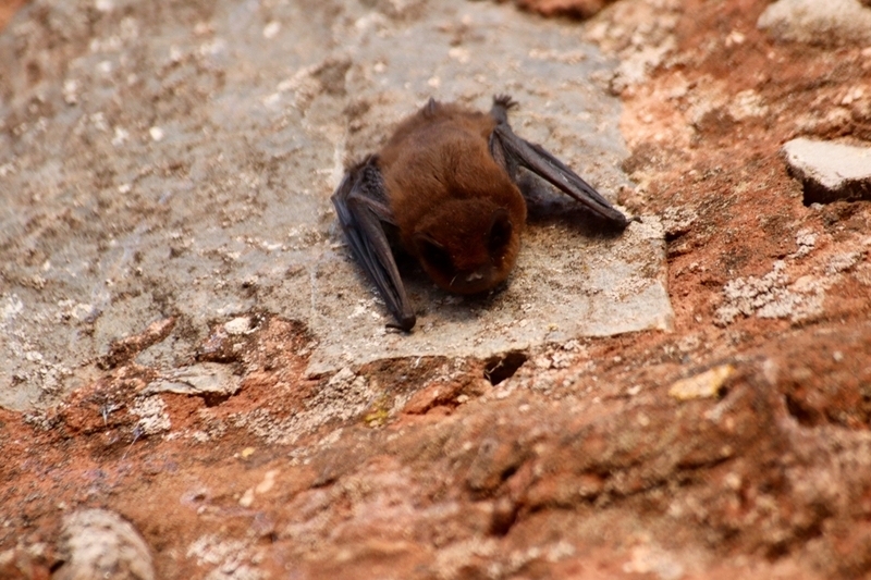 Deadly Bat Disease Found In King County: WDFW | Seattle, WA Patch