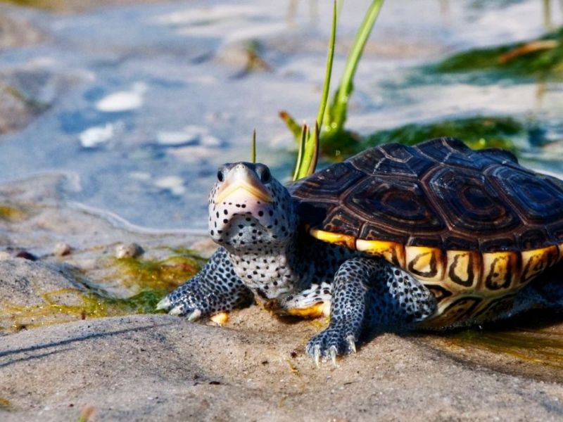 Terrapins are dying... But we can save them. | Hillsborough, NJ Patch