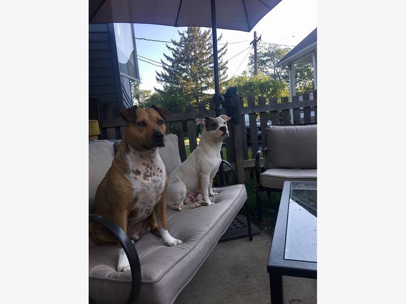 Coyotes Kill Pit Bull In Attack On 3 Dogs In Deerfield Backyard ...