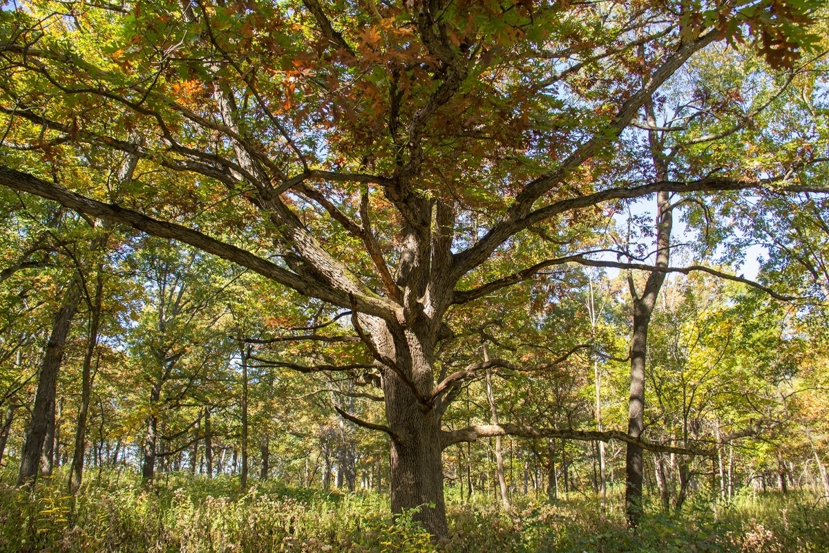 Discover All About Oak Trees at 'An Evening for the Oaks' May 15 ...