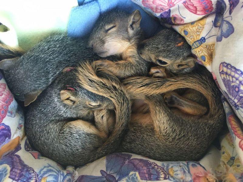California Wildlife Center Helps Orphaned Wildlife | Malibu, CA Patch