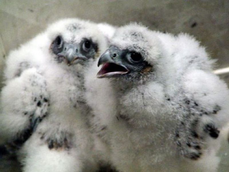 Watch Live: Peregrine Falcon Family On Water Street Is Growing As New ...