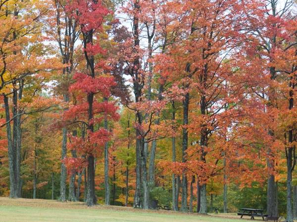 Western Pennsylvania Fall Foliage 2017: Expect Exceptionally Vibrant ...