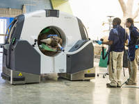 Black Rhinoceros Undergoes Portable CT Scan At Brookfield Zoo | La ...