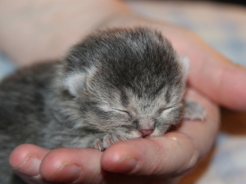 New Neonatal Kitten Nursery Opens in Charlotte | Charlotte, NC Patch