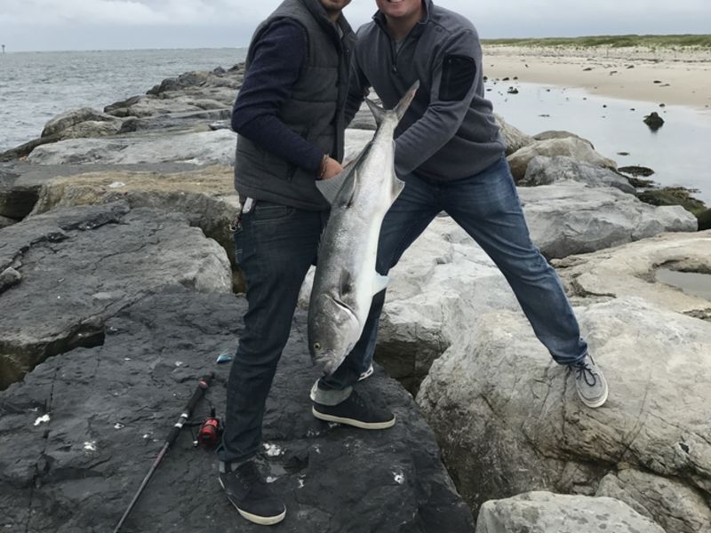 Large Bluefish off Barnegat Inlet | Barnegat, NJ Patch