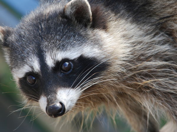 Maine Raccoon Rabies: Vaccination Program Getting Double Dose - Across ...