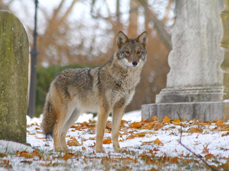 Coyotes Could Become More Like Wolves To Survive | Across Maine, ME Patch