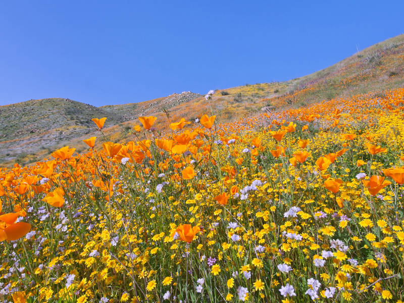 Late Bloomer Fall Blooming Wildflower Seed Mix 19
