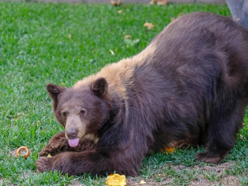 Bears Without A Care: Photos Of Monrovia's Cutest Cubs | Monrovia, CA Patch