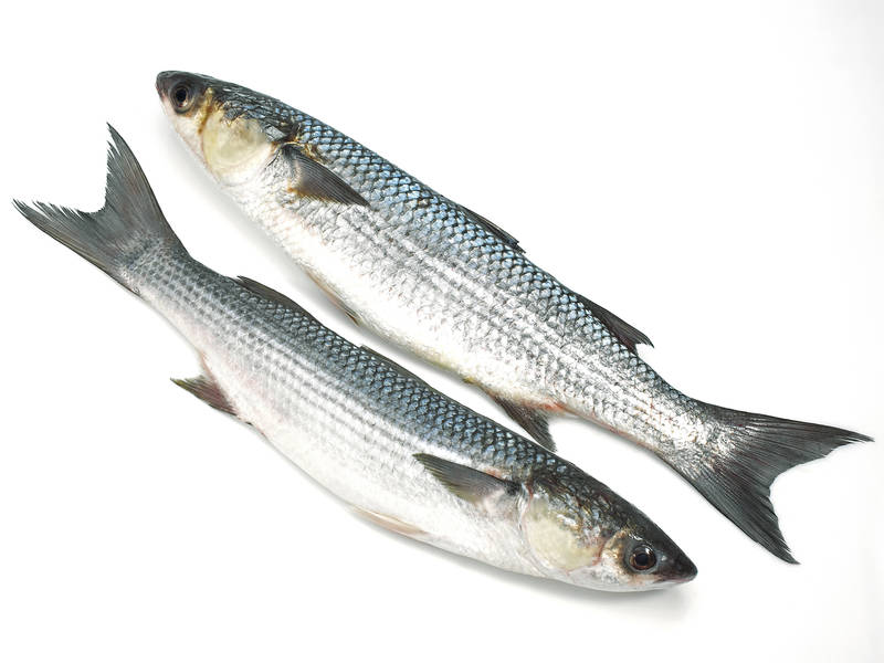 Hundreds Of Mullet Fish Found Dead In Malibu Lagoon | Malibu, CA Patch