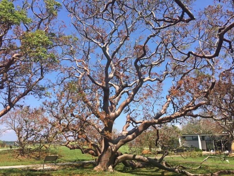 Hurricane Irma Damages Nation's Largest Gumbo Limbo Tree At De Soto ...