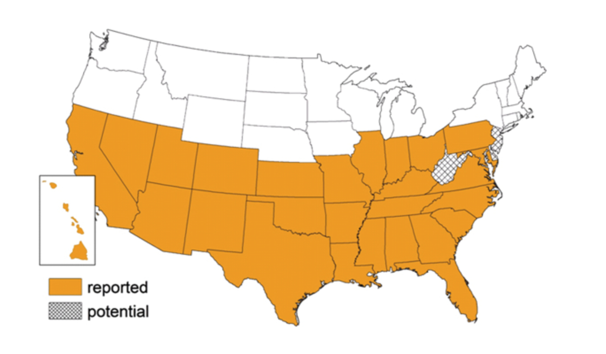 Kissing Bugs, Chagas Disease In Colorado: 5 Things to Know | Golden, CO ...