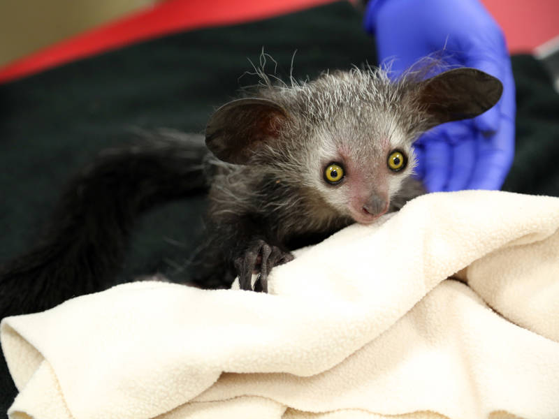 'Tonks' The Baby Aye-Aye Makes Appearance At Denver Zoo | Denver, CO Patch