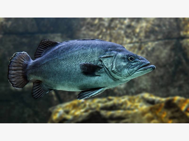 Enjoy Free Fishing in New Hampshire on June 2 | Concord, NH Patch