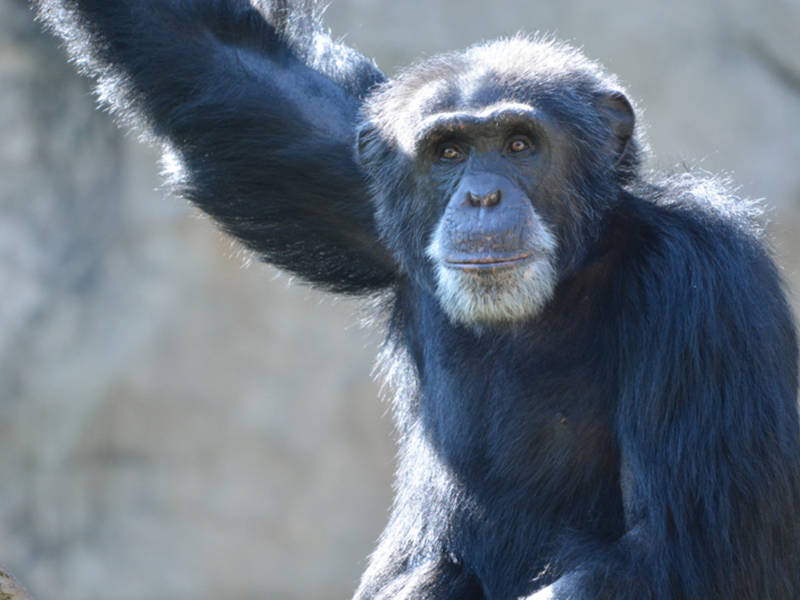 Saint Louis Zoo Welcomes New Chimpanzee To Its Troop | St. Louis, MO Patch