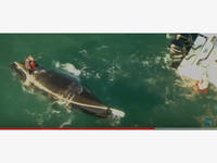 Oddly Ferocious Otter Attacks Kayakers On Braden River | Bradenton, FL ...