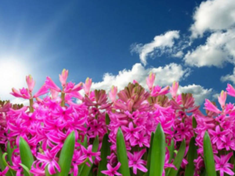 First Day of Spring and "Hope Springs Eternal" | McLean, VA Patch