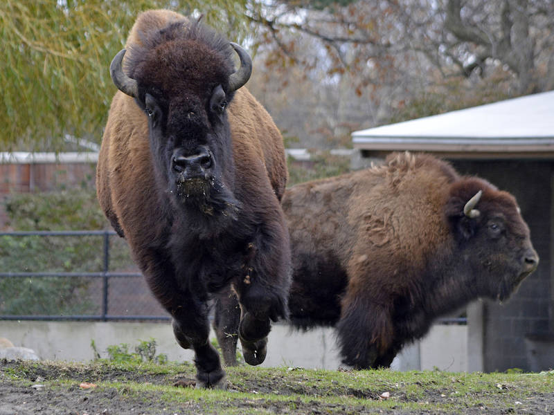 Celebrate National Bison Day At Detroit Zoo | Royal Oak, MI Patch
