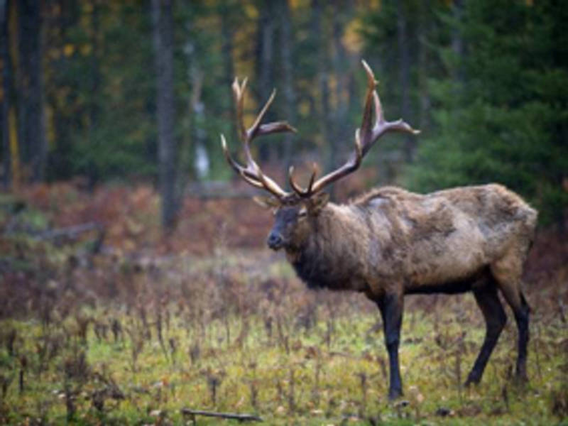 2 Michigan Bull Elk Shot Illegally; DNR Officers Seeking Tips | Detroit ...