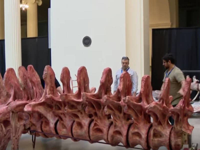 Largest Discovered Dinosaur, Maximo, Moves In To Field Museum | Chicago ...
