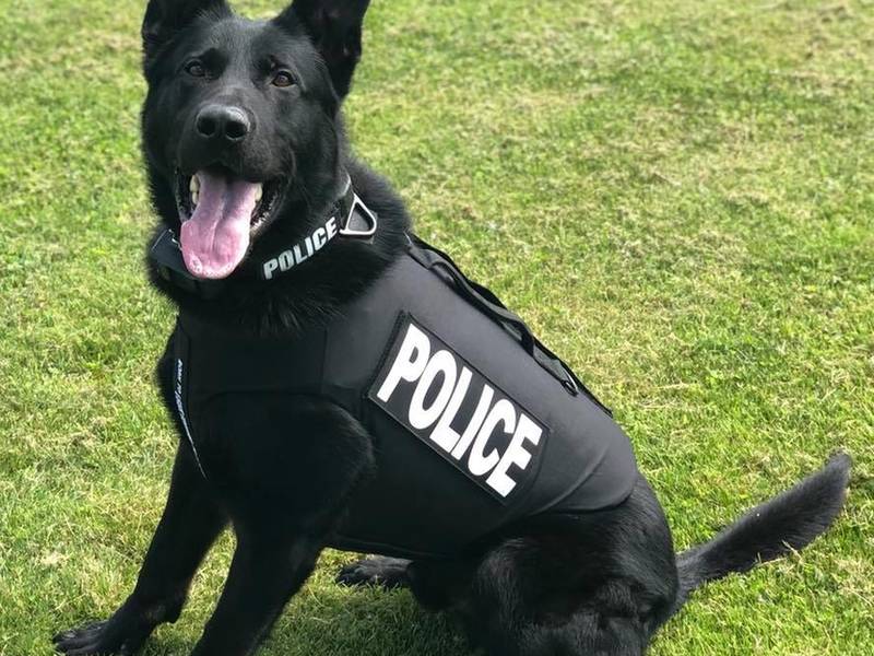 Brookfield Police Dog Gets Gift of Body Armor | Brookfield, CT Patch
