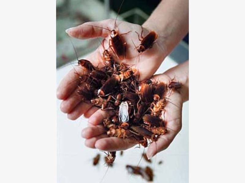 Flying Cockroaches: See The Gross Things Heat Does To NYC's Bugs | New ...