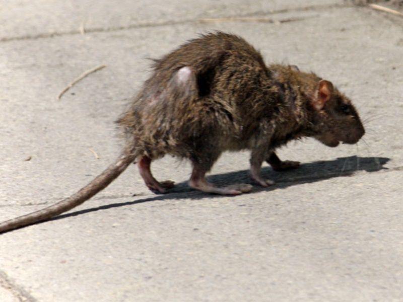 Chicago Named Rattiest U.S. City, Despite Efforts to Lose This Rat Race ...