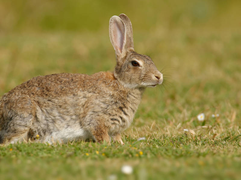 Tularemia Disease Found In Wild Rabbit In Tinley Park | Tinley Park, IL ...