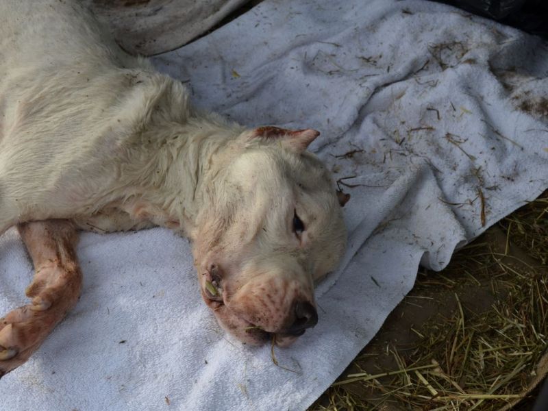 Police Seek Info About Dead Dog Found on Rockingham Road | Londonderry ...