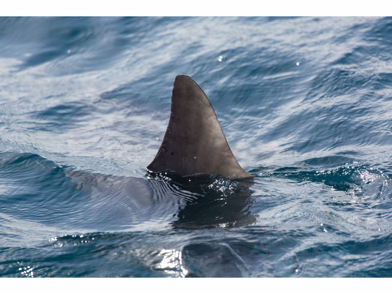 Shark Spotted At Silver Strand In Coronado | Coronado, CA Patch