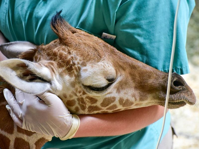 Sick Giraffe At Maryland Zoo In Dire Condition: Officials | Baltimore ...