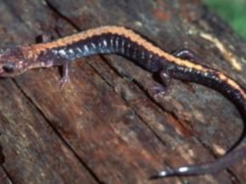 Here Are The Most Endangered Animals In Virginia | Across Virginia, VA ...