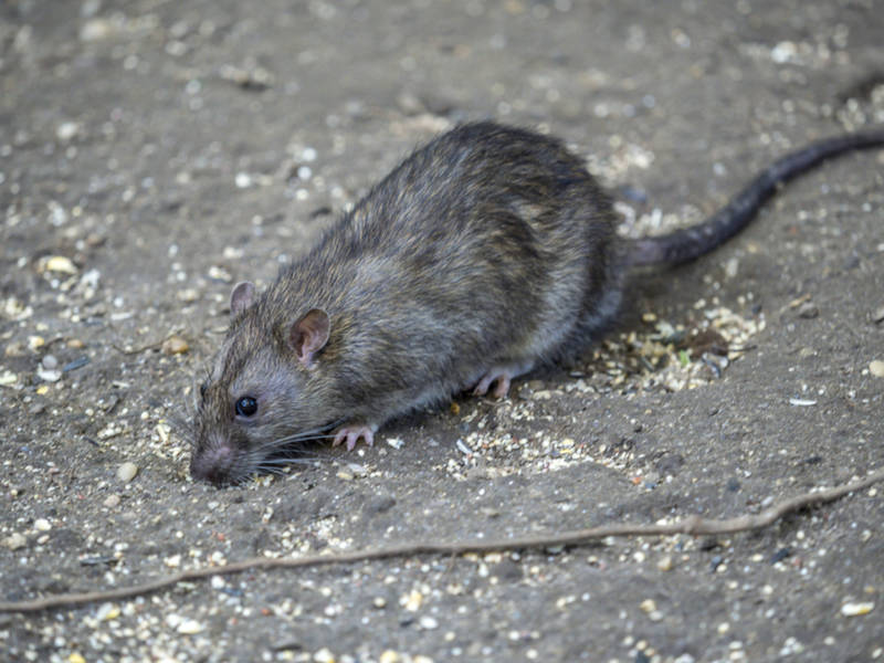 Most Rat-Infested Cities: Washington DC In Top 5 | Washington DC, DC Patch