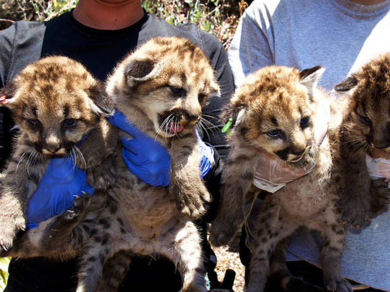 Blue-Eyed Mountain Lion Litter Found In Santa Monica Mountains ...