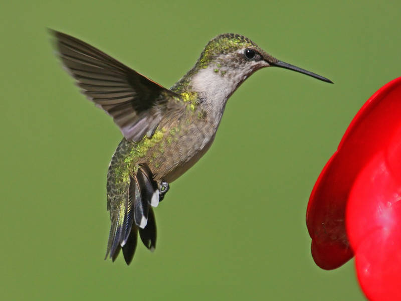 Hummingbird Fest: See Them In Action In Will County | Plainfield, IL Patch