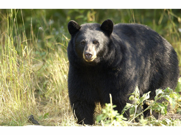 Michigan Black Bears Pillage State's Beehives: 5 Fast Facts - Detroit ...