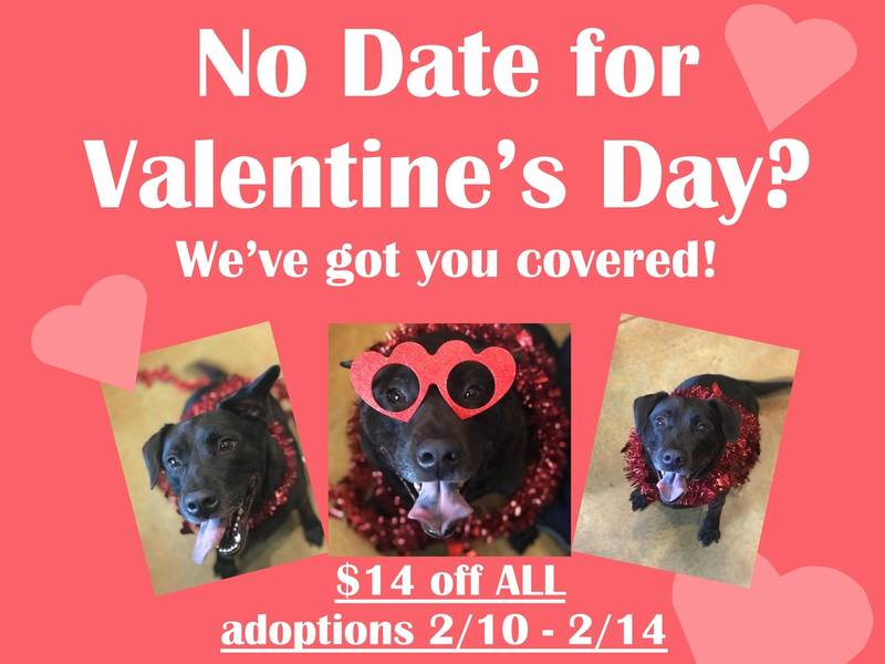 Valentine's Day Date Idea: Adopt A Shelter Pet Together | Douglasville ...