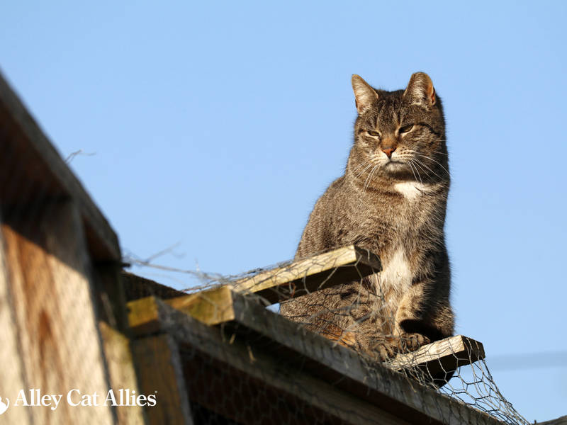 Here's How To Help Cats Displaced In Alabama Tornadoes | Douglasville ...